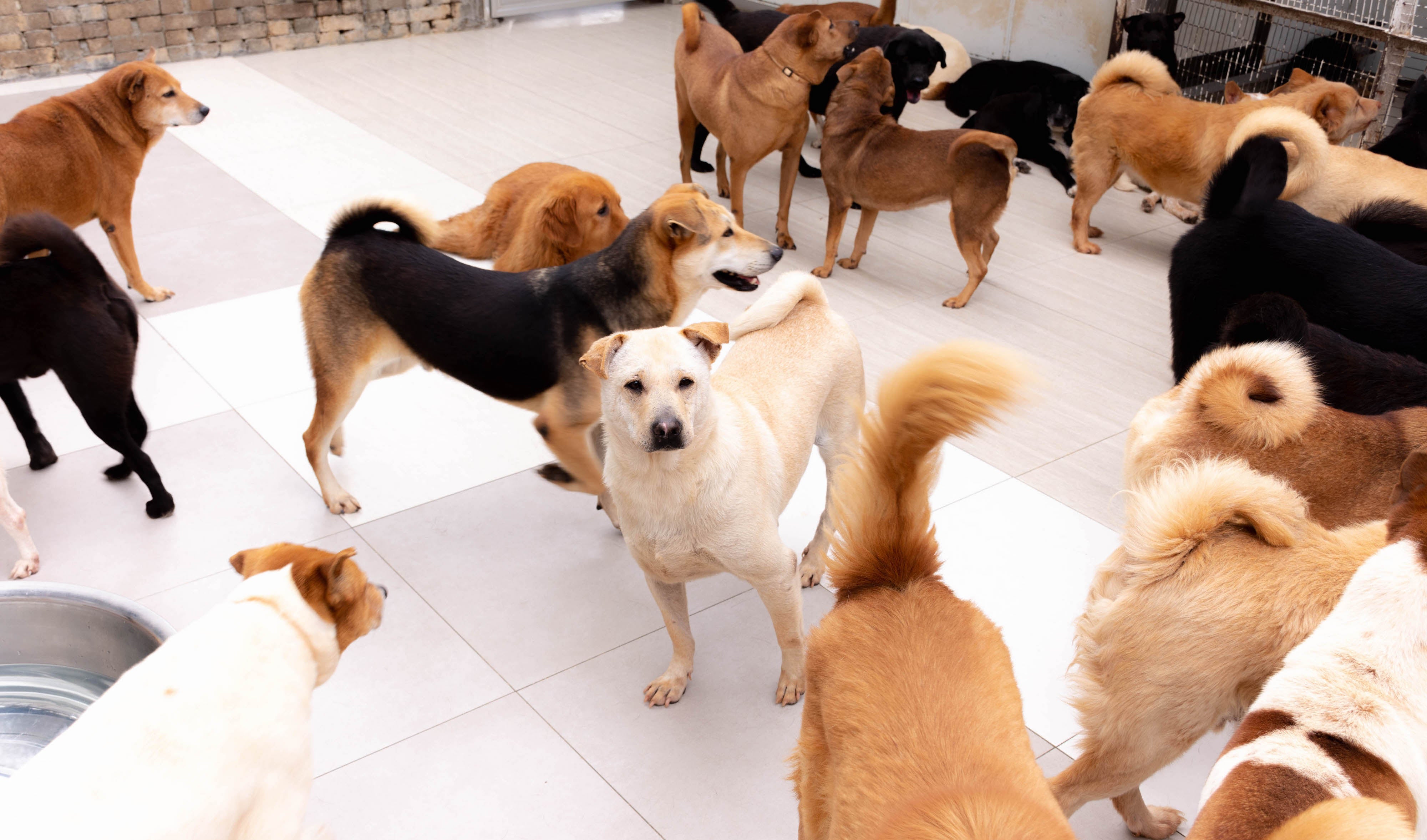 Dogs Without a Home – Stamptitude®